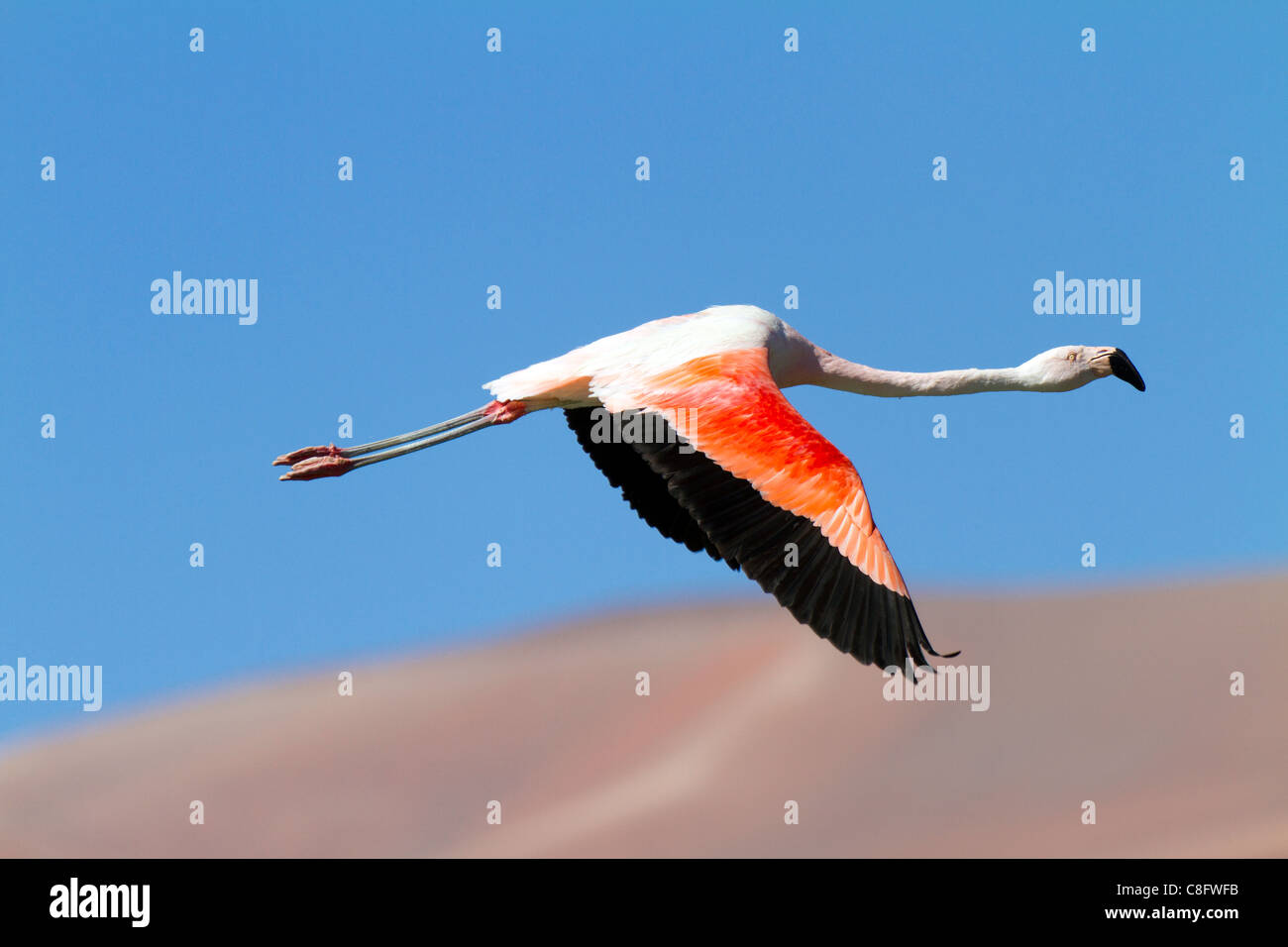 Salar de pujsa hi-res stock photography and images - Alamy