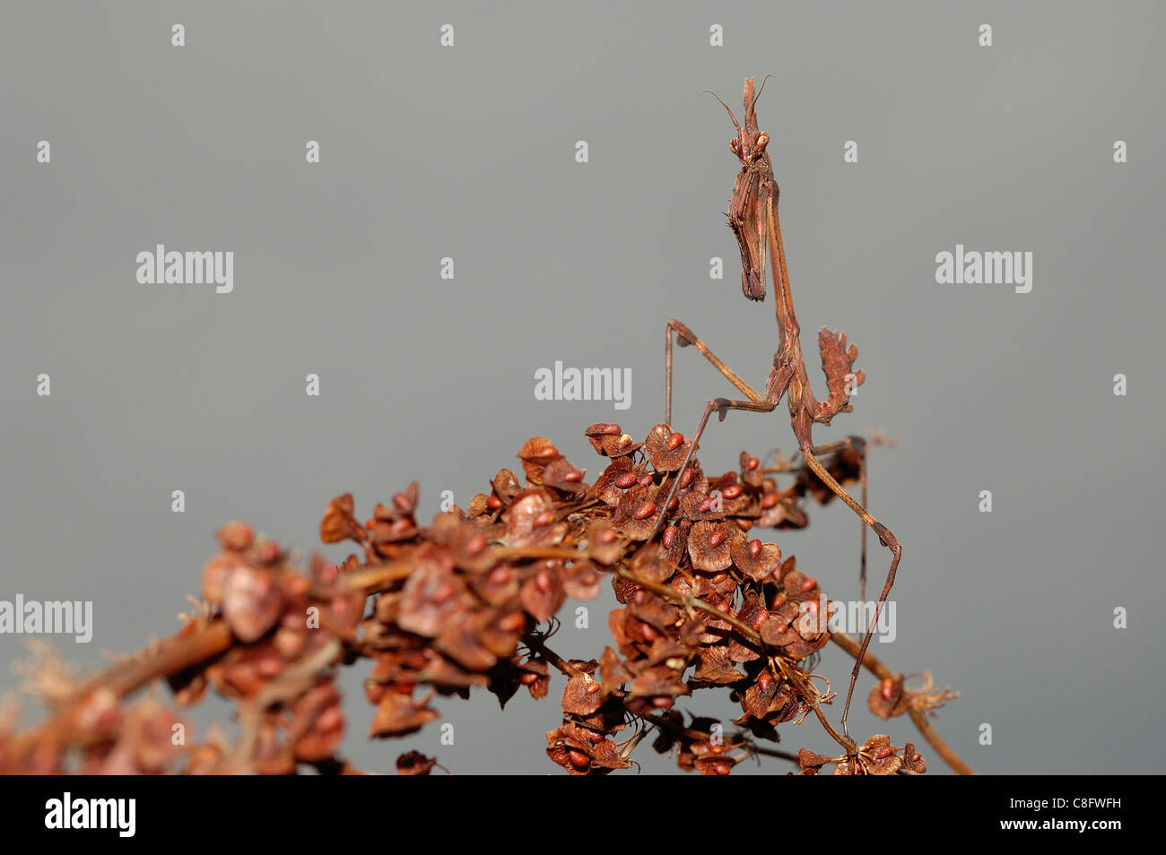 Conehead mantis hi-res stock photography and images - Alamy