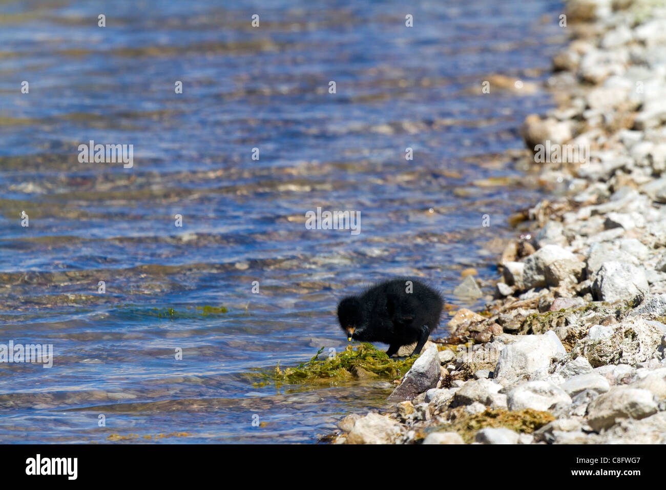 Horned coot [fulica cornuta] chick on water's edge, Pujsa Salt Lake ...