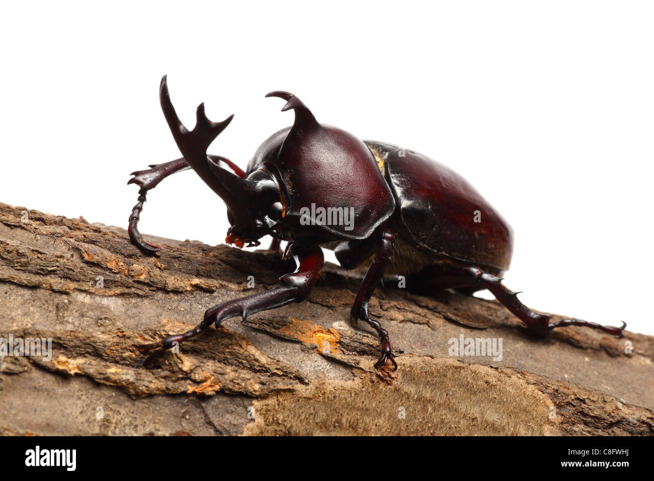 Japanese Rhinoceros Beetle Underside