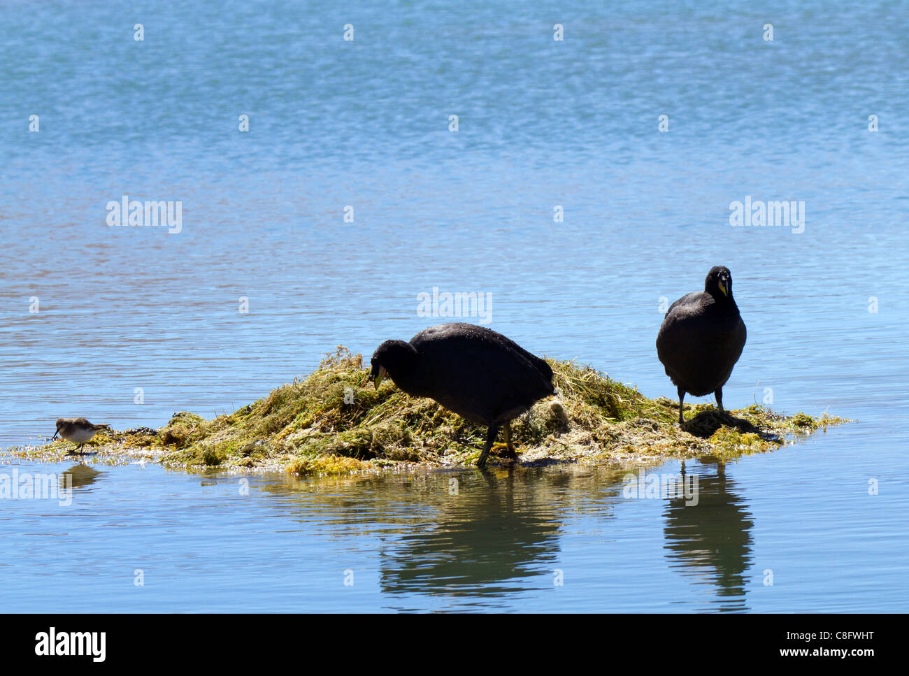 A pair of horned coots [fulica cornuta] on their nest at Pujsa Salt ...