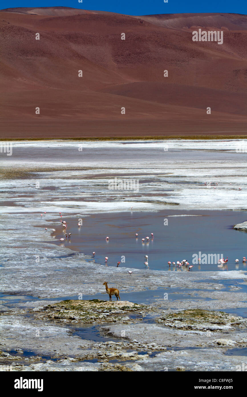 Vicuna on lake's edge with flamingos in the background, Pujsa Salt Lake ...