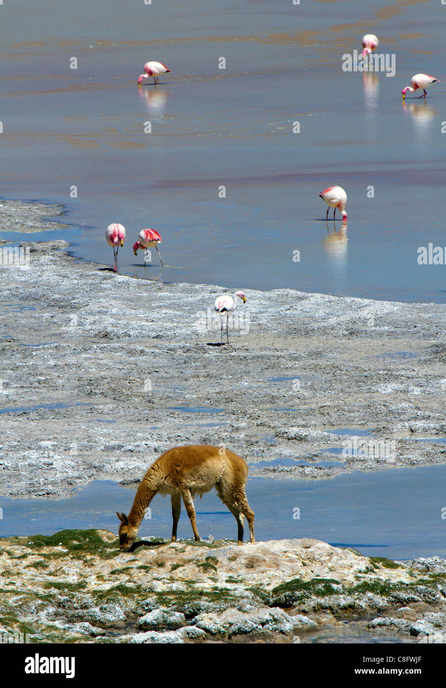 Vicuna grazing with flamingos in the background, Pujsa Salt Lake ...