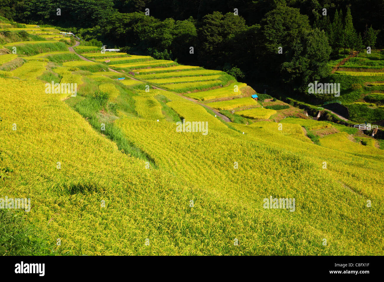 Terraced rice field Stock Photo - Alamy