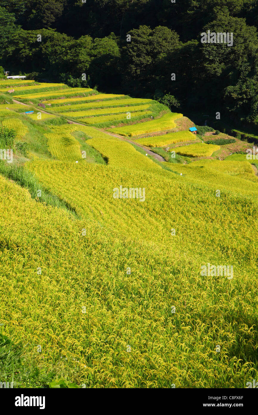 Terraced rice field Stock Photo - Alamy