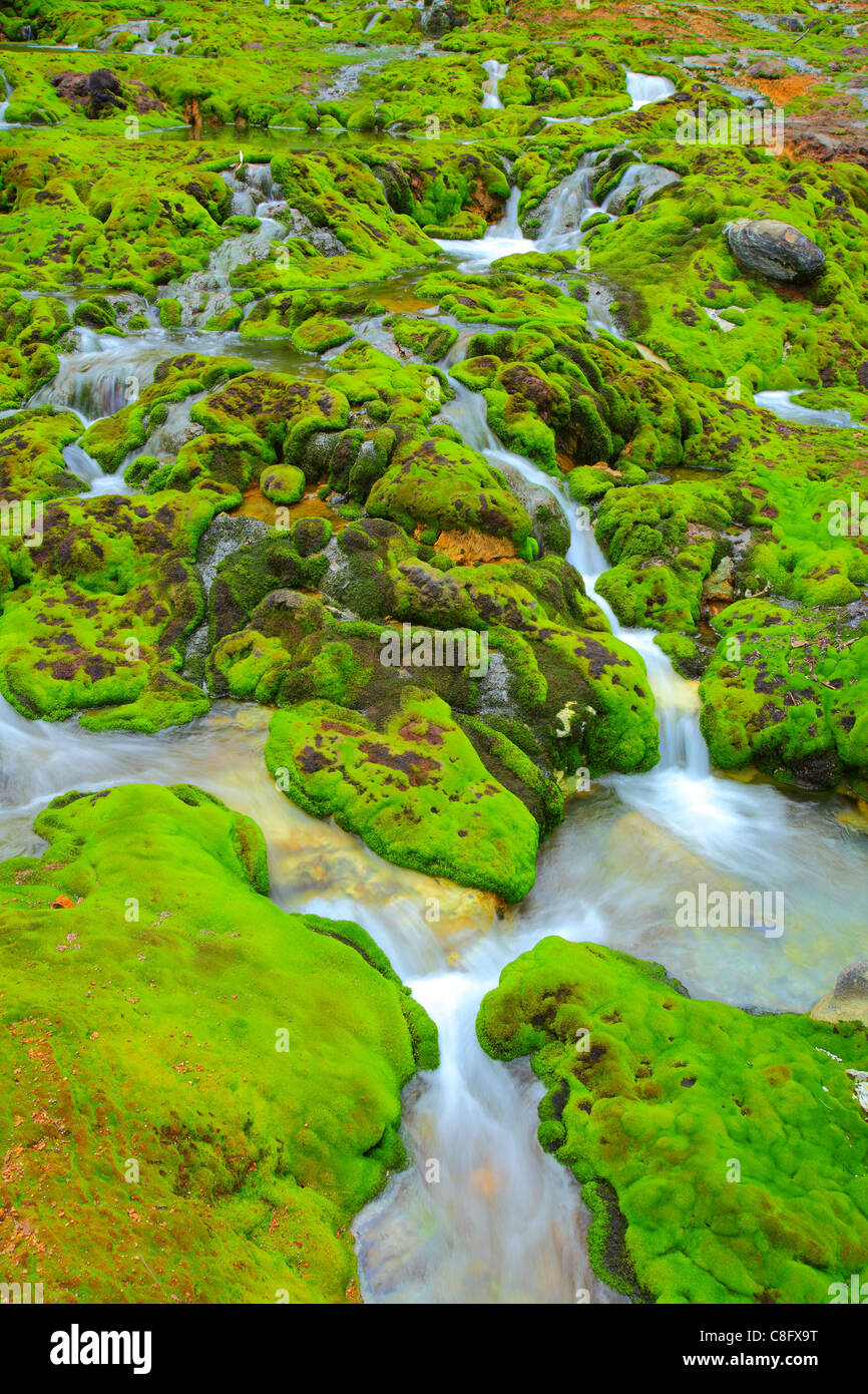 Green moss with water stream Stock Photo - Alamy