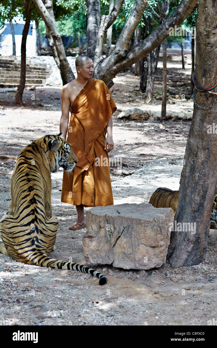 Buddhist Monk With Tiger Stock Photos & Buddhist Monk With Tiger Stock ...