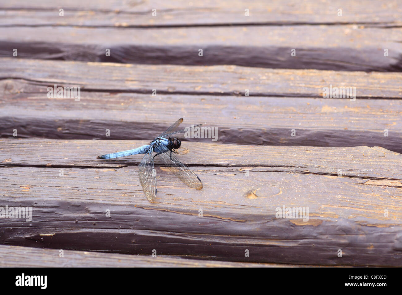 Dragonfly japan hi-res stock photography and images - Alamy