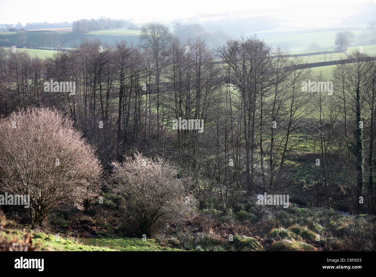 Alder winter hi-res stock photography and images - Alamy