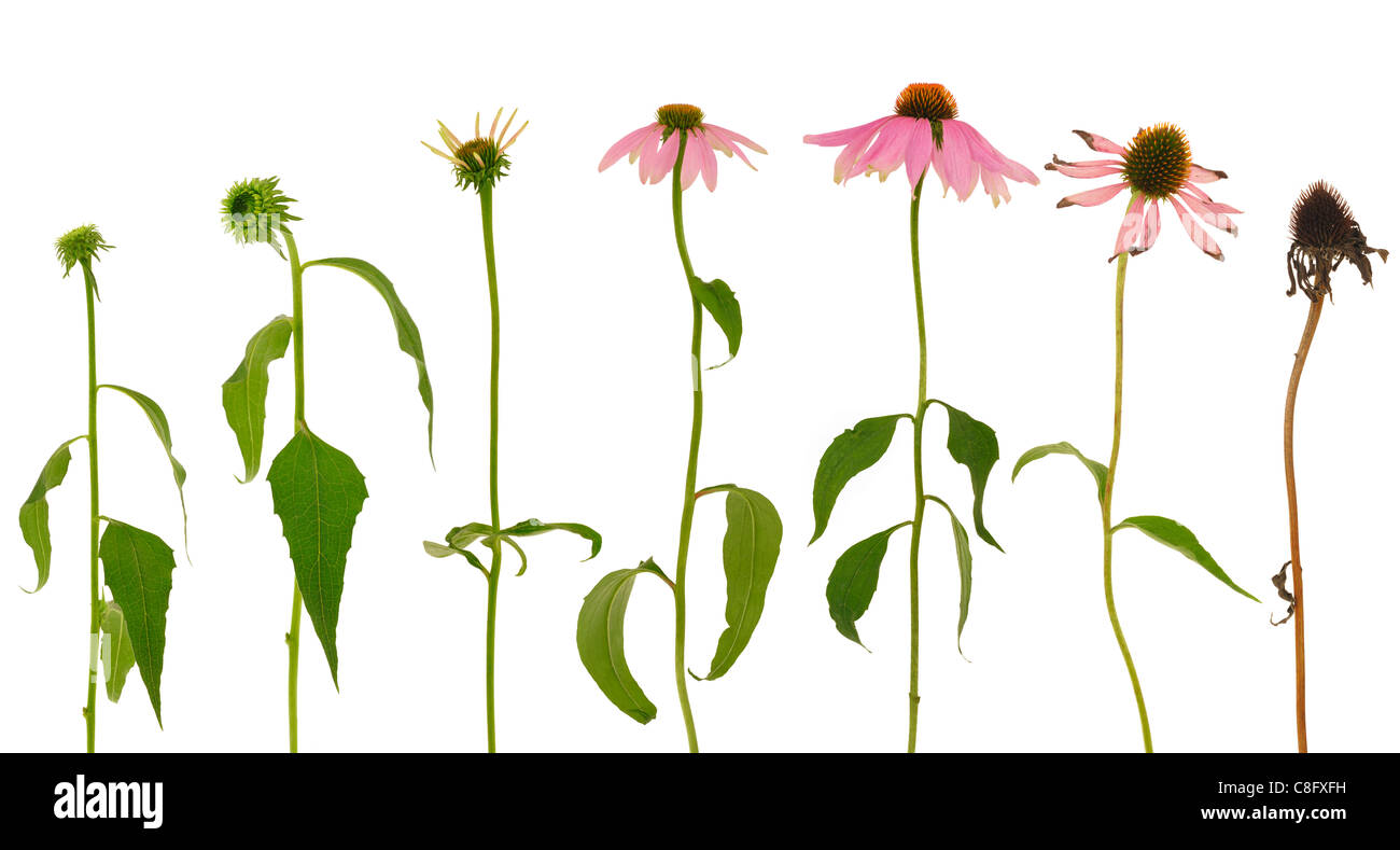 Evolution of Echinacea purpurea flower isolated on white background ...