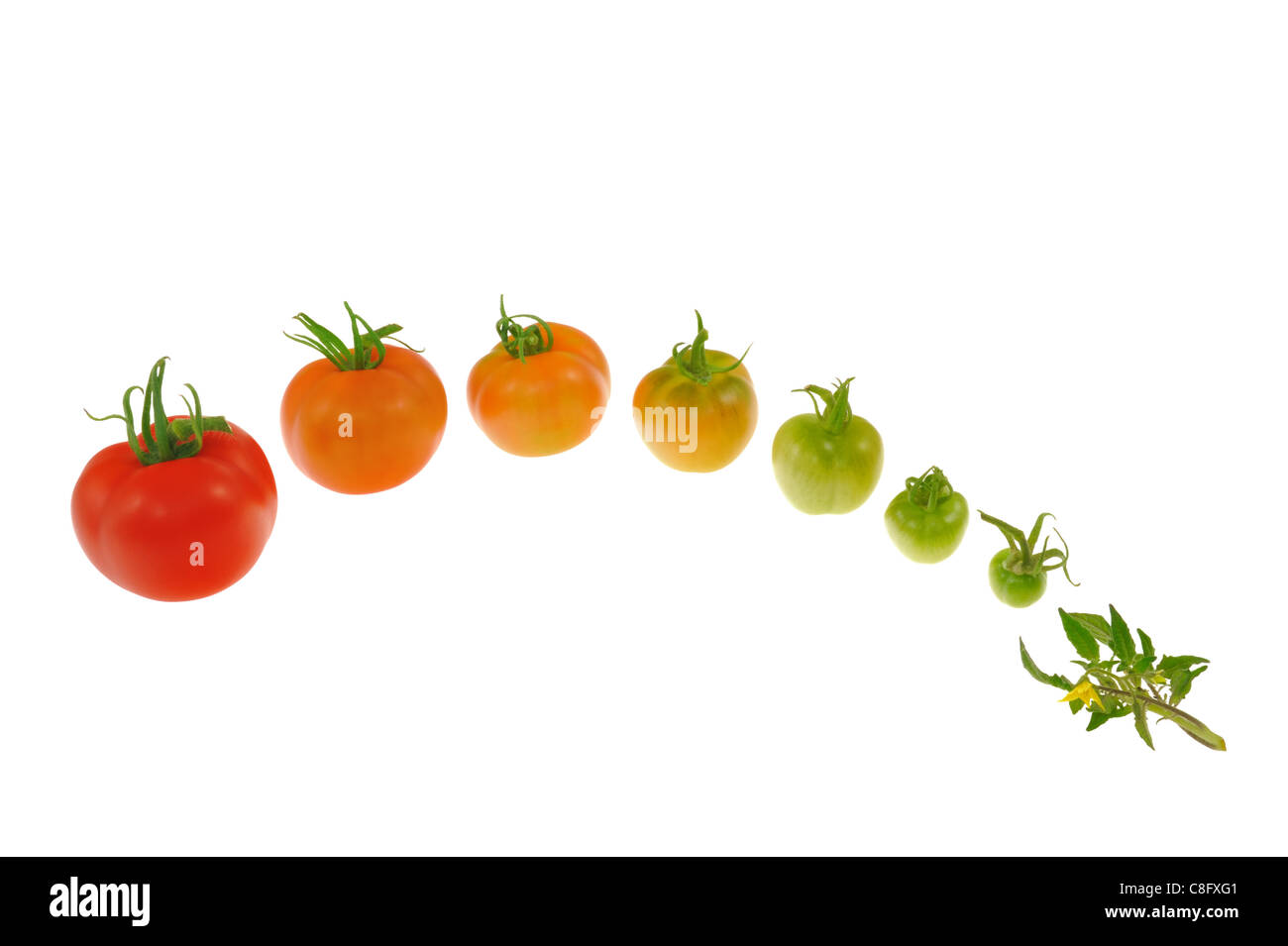 Growing young tomato plants Cut Out Stock Images & Pictures - Alamy