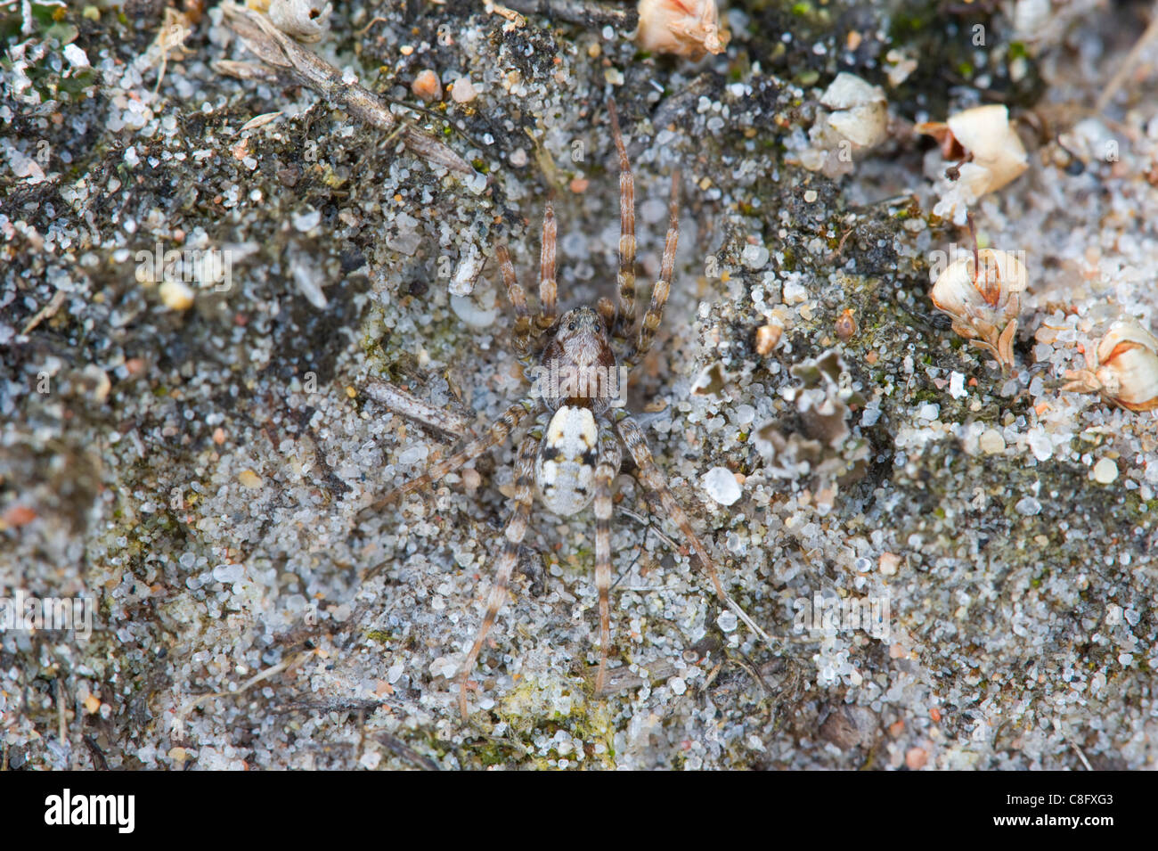 Arctosa hi-res stock photography and images - Alamy