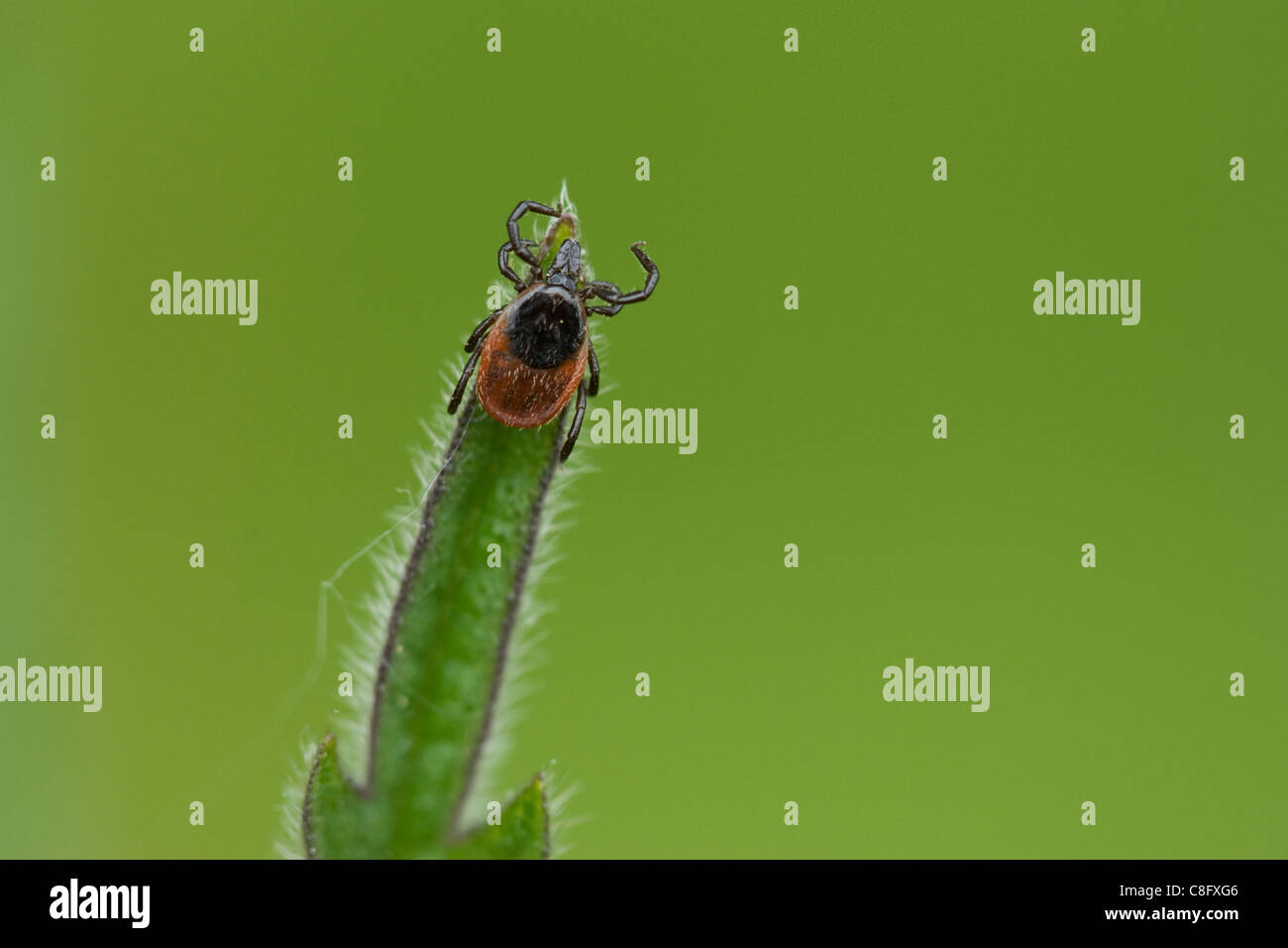 Ixodes ricinus hi-res stock photography and images - Alamy