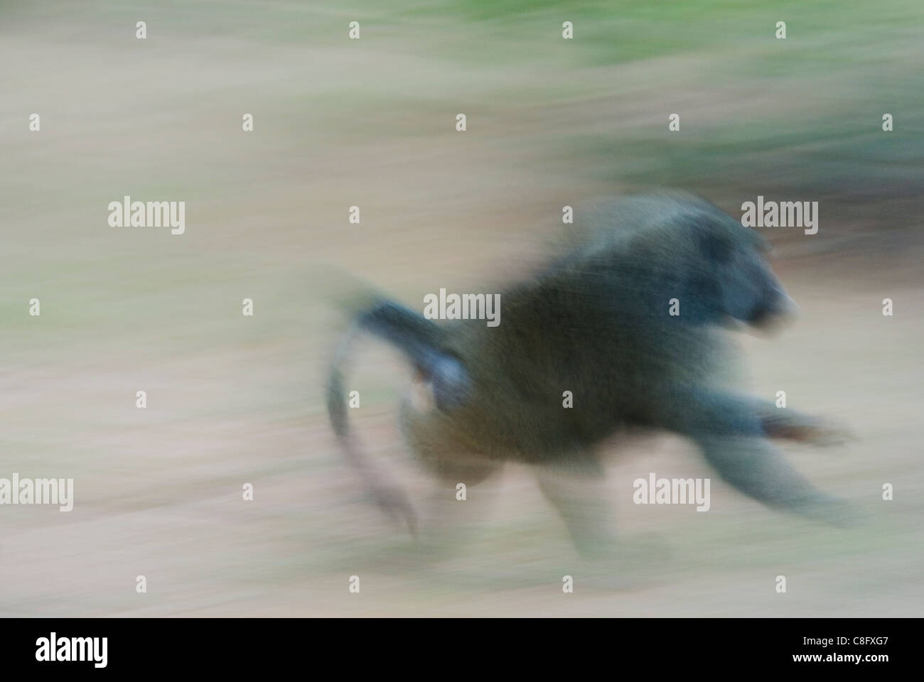 Aggressive baboon hi-res stock photography and images - Alamy