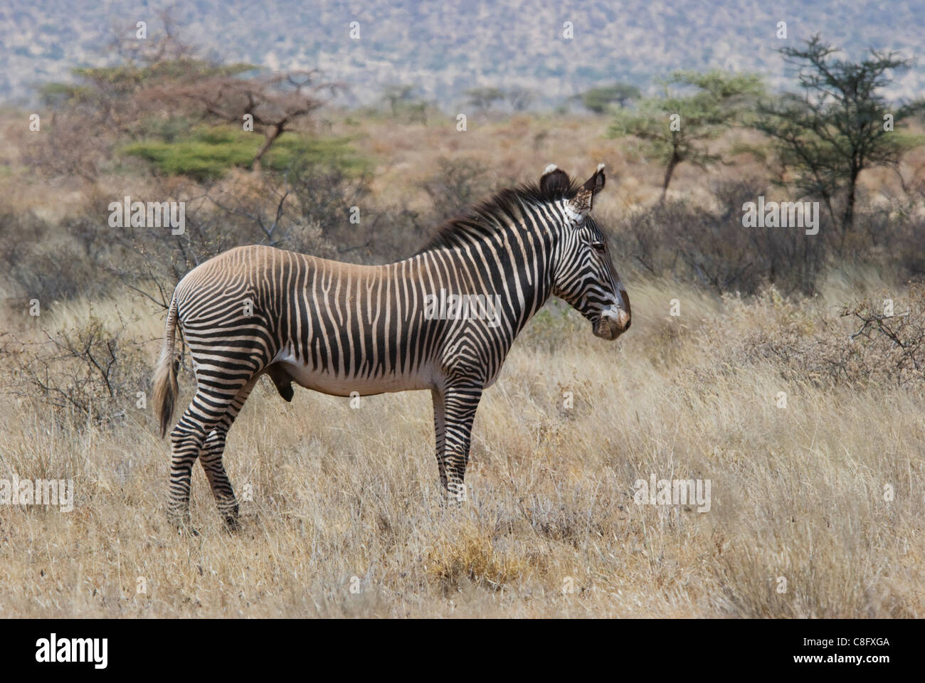 Young grevys zebra hi-res stock photography and images - Alamy