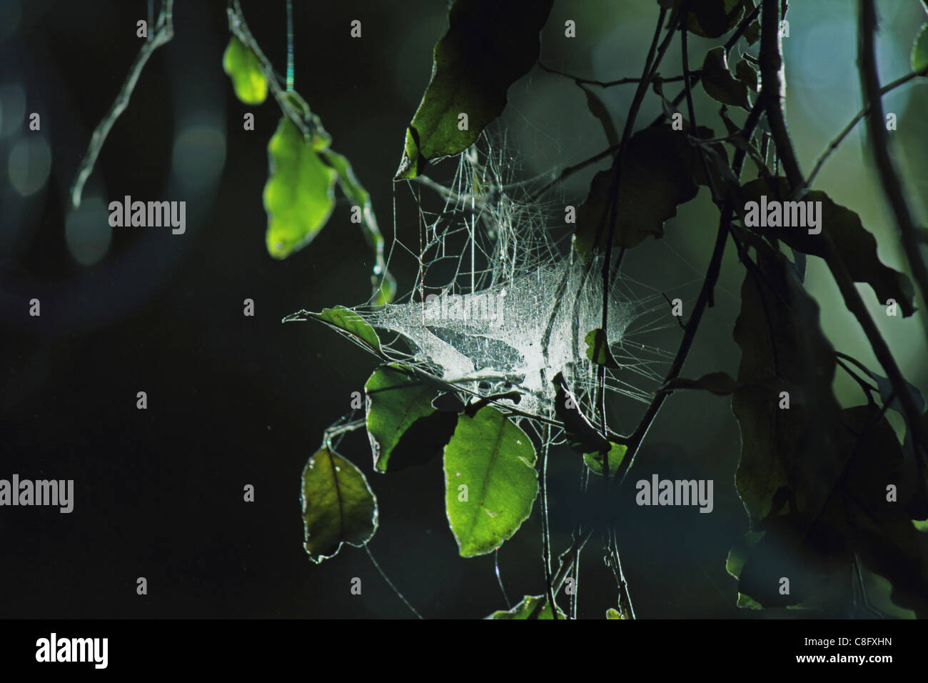 Spider Web, India Stock Photo - Alamy