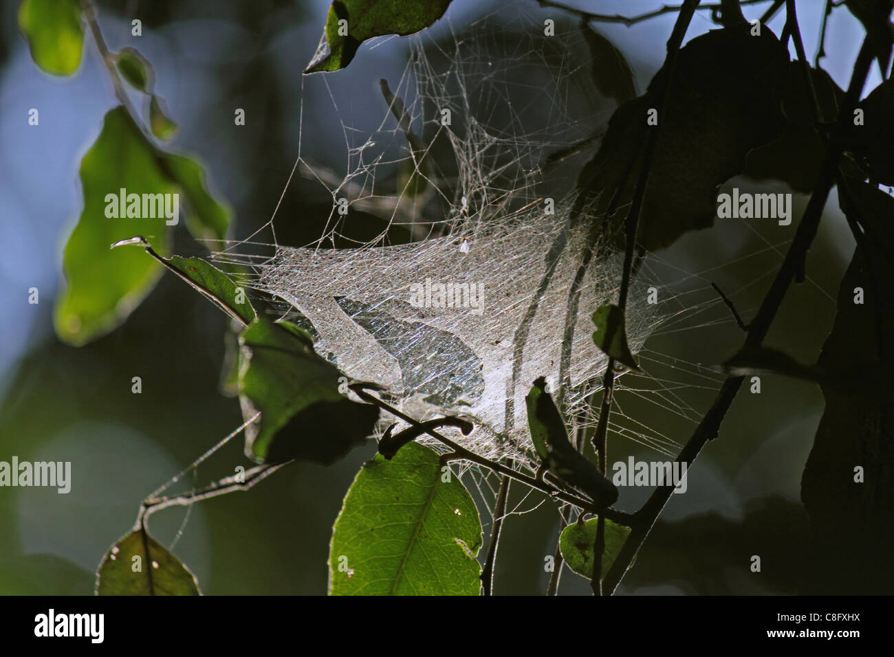 Flora and fauna of india hi-res stock photography and images - Alamy