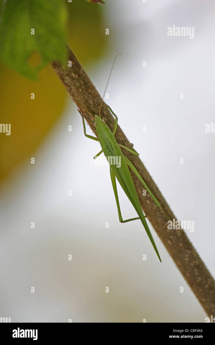 Green Grasshopper, Ruspolia nitidula Stock Photo - Alamy