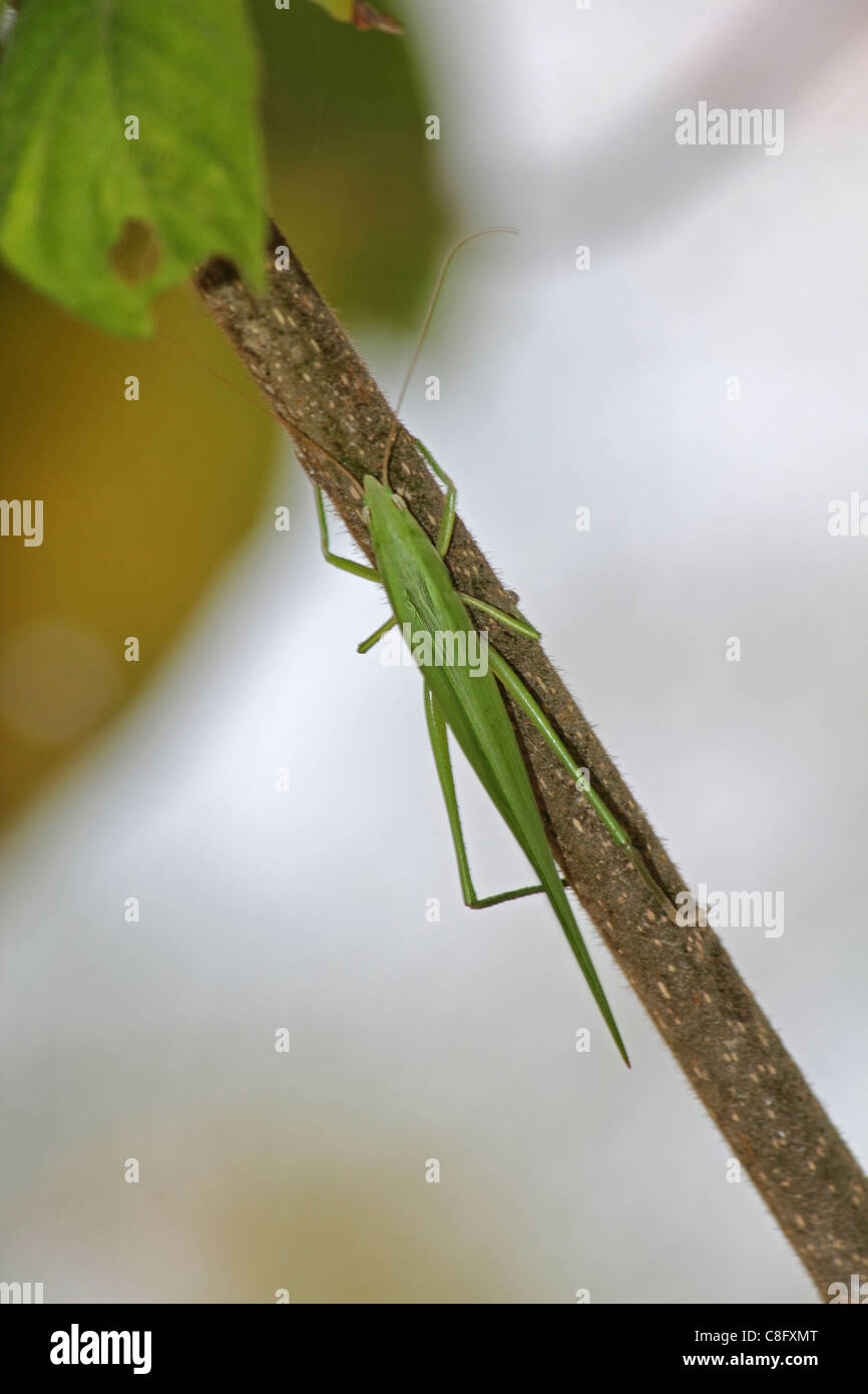 Green Grasshopper, Ruspolia nitidula Stock Photo - Alamy