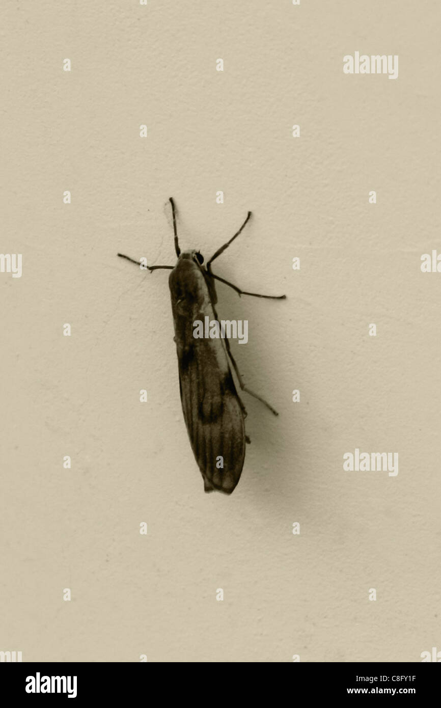 Black bug hi-res stock photography and images - Alamy