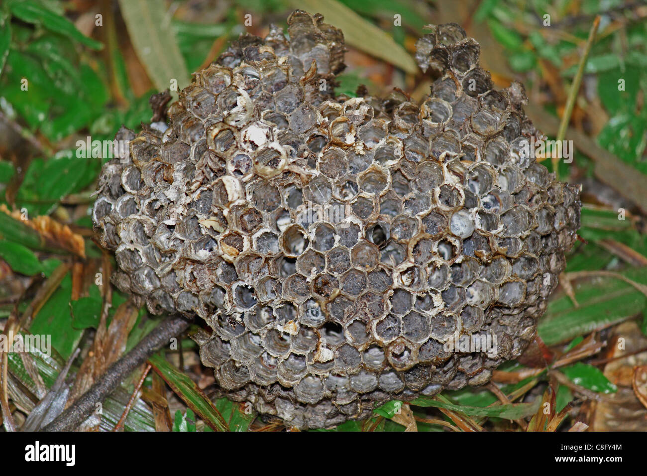 India honeybee hi-res stock photography and images - Alamy