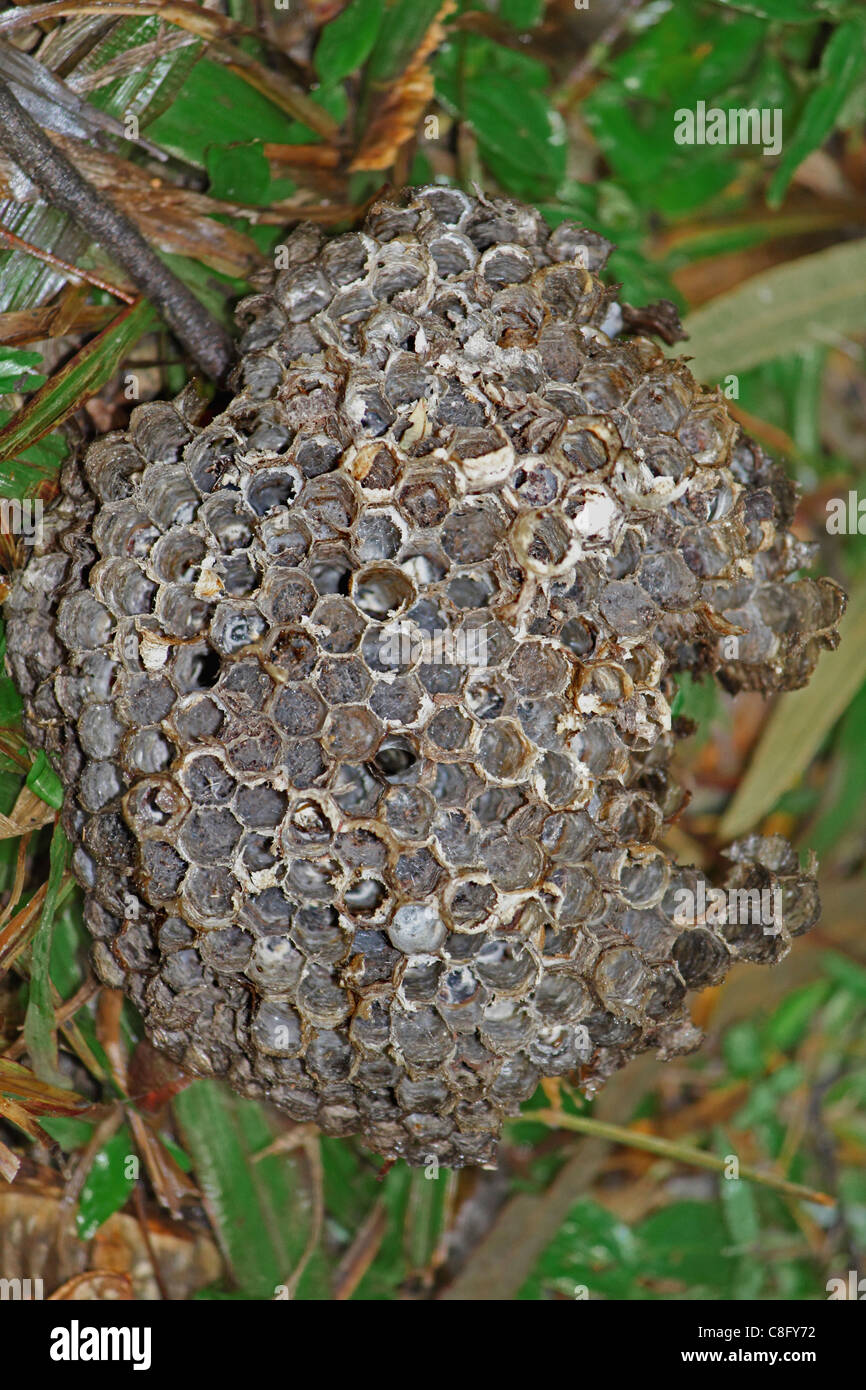 Comb of Apis Florea, Honeybee, India Stock Photo - Alamy