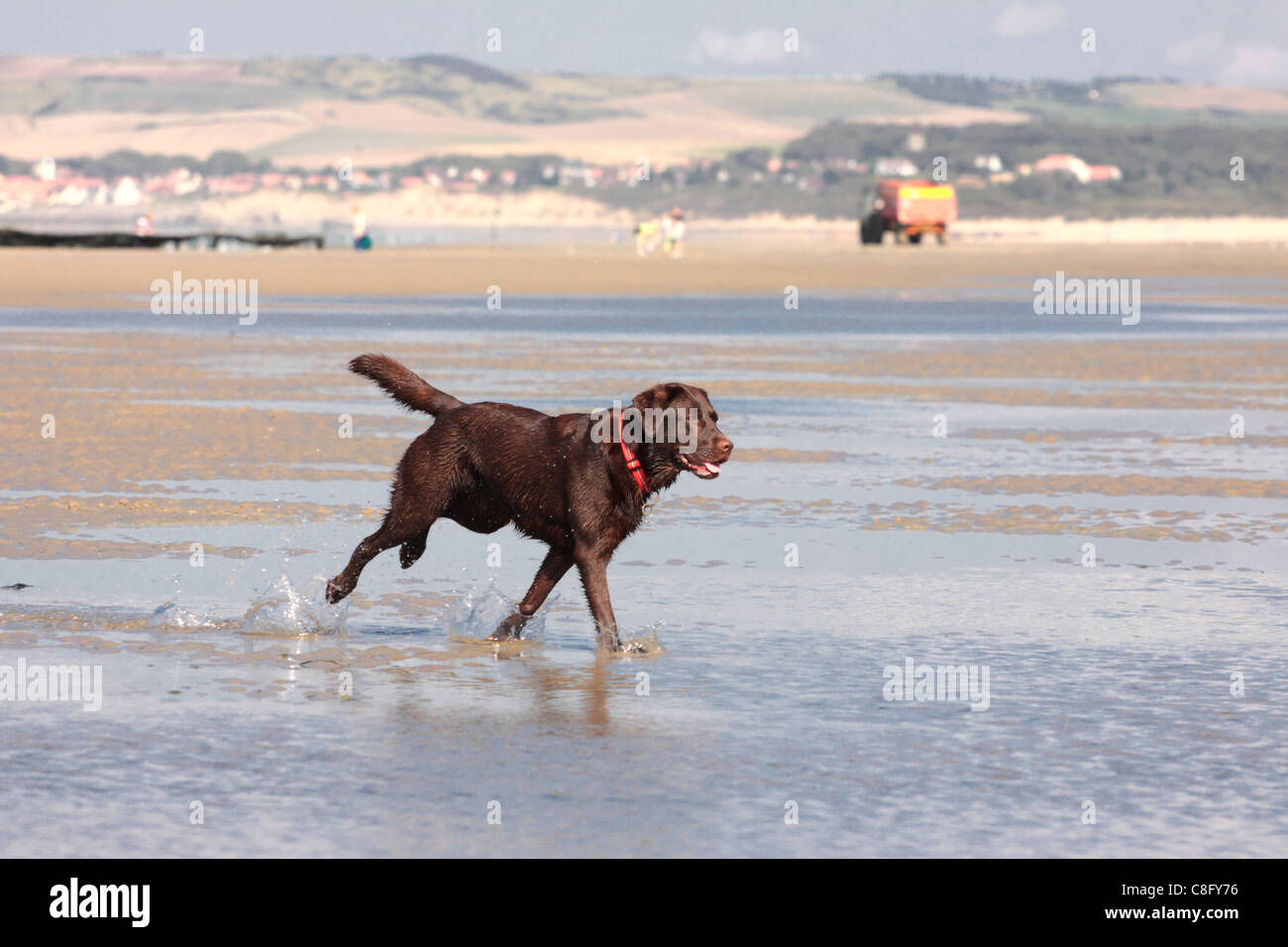 brown labrador playing on a sandy beach Stock Photo - Alamy