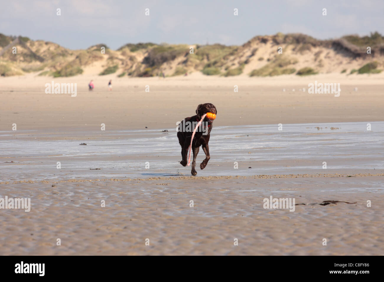 brown labrador playing on a sandy beach Stock Photo - Alamy
