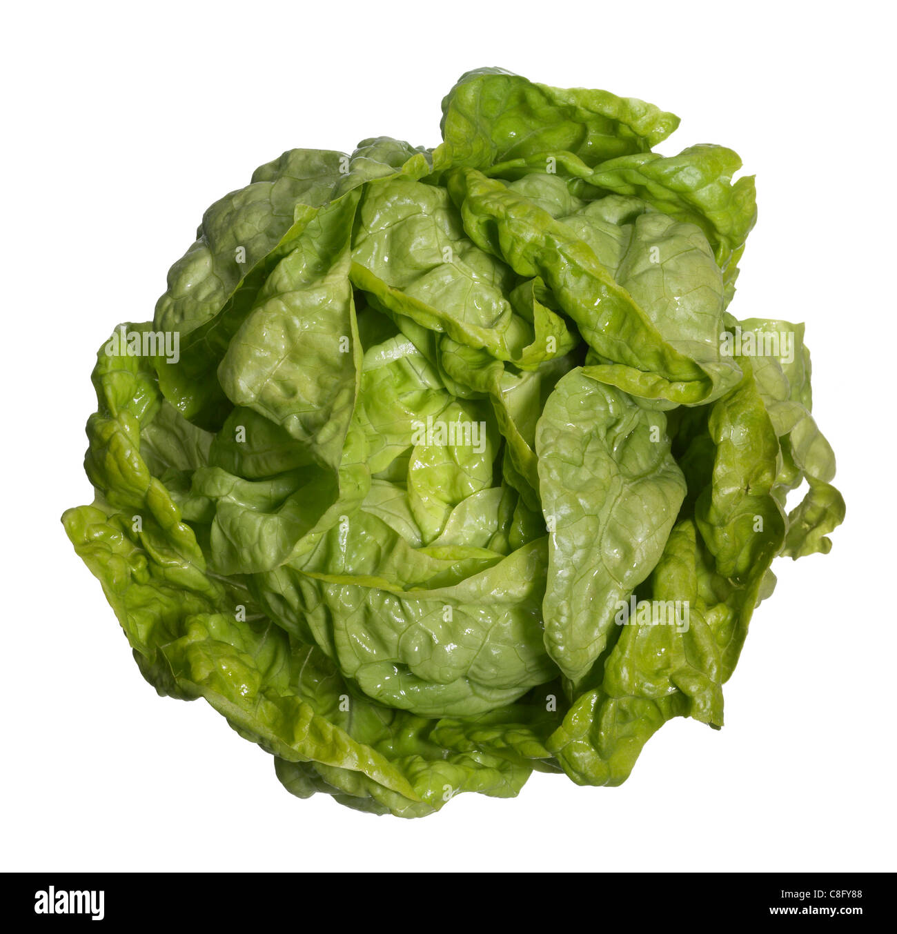 Macro shot head green Cut Out Stock Images & Pictures - Alamy
