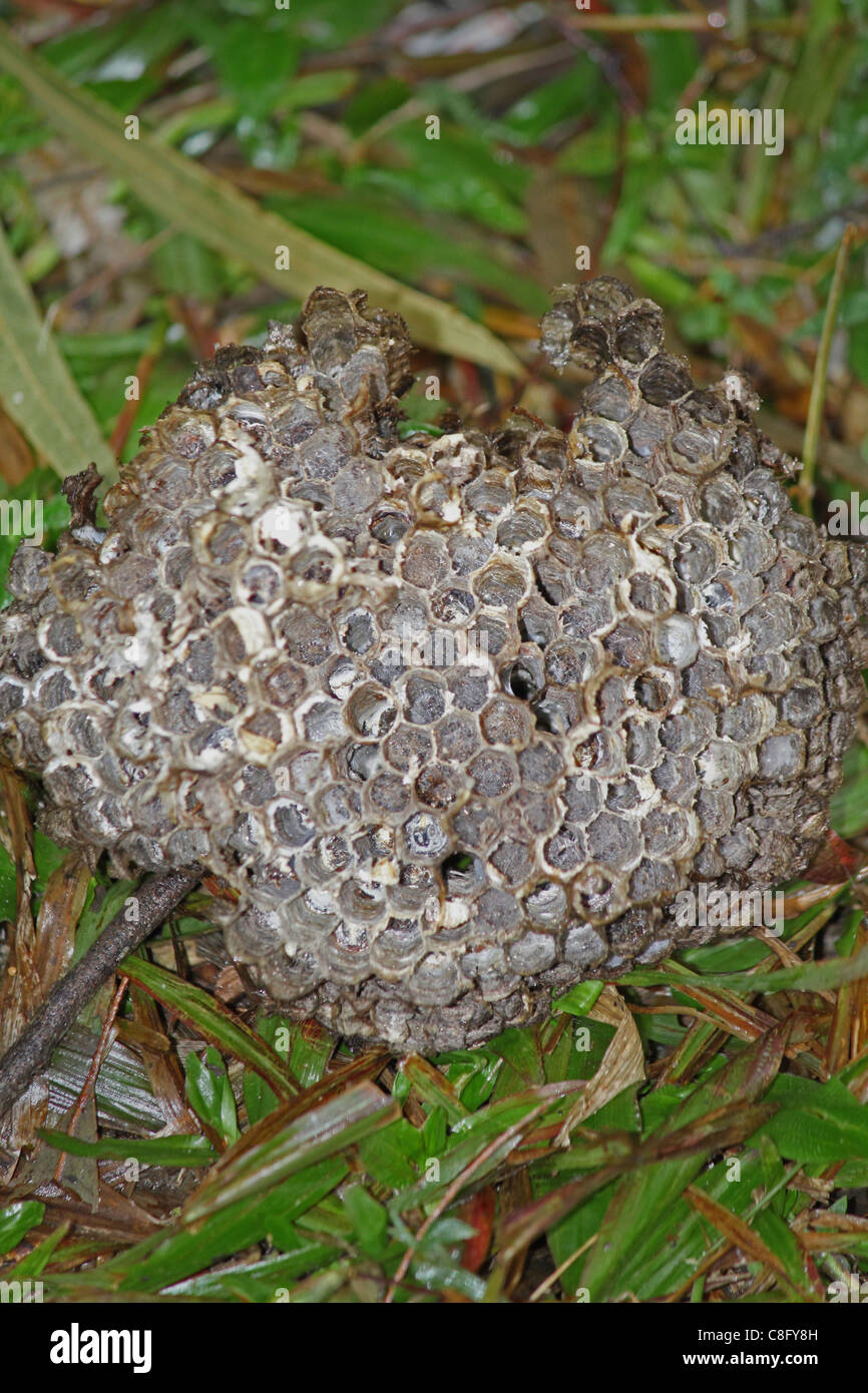 Apis florea hi-res stock photography and images - Alamy