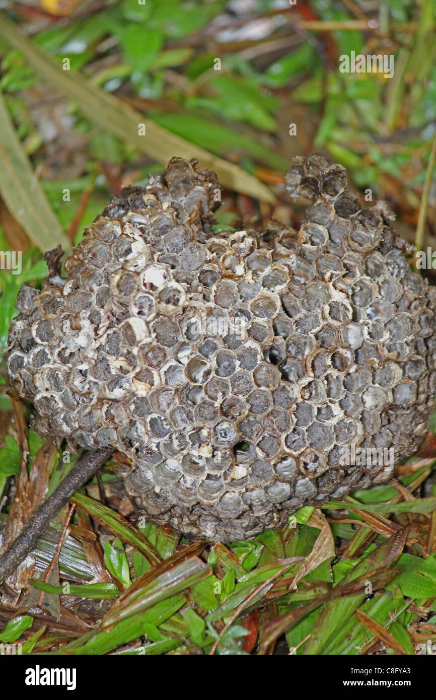 Comb of Apis Florea, Honeybee, India Stock Photo - Alamy