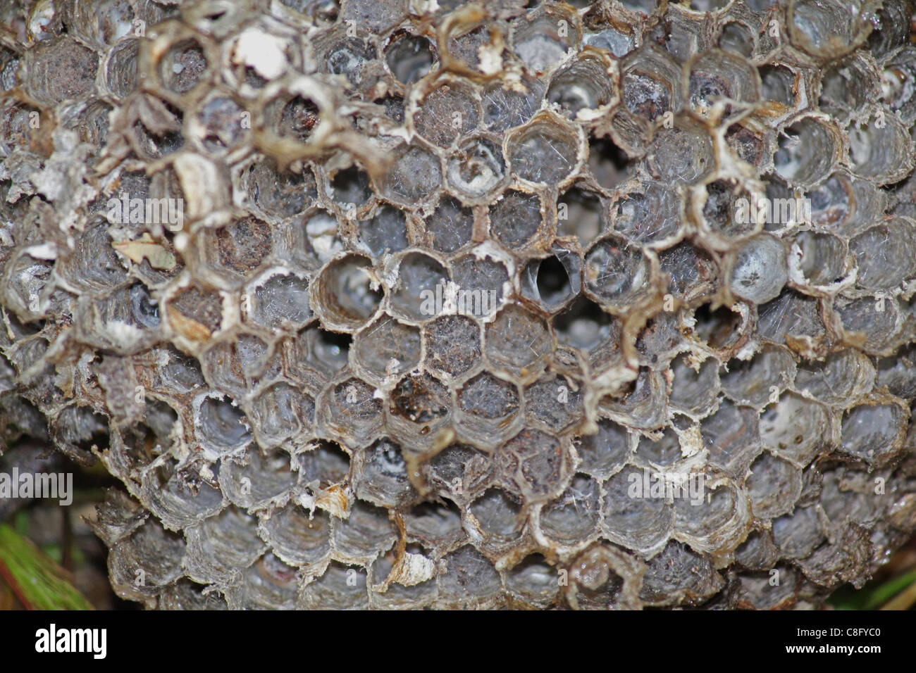 Comb of Apis Florea, Honeybee, India Stock Photo - Alamy