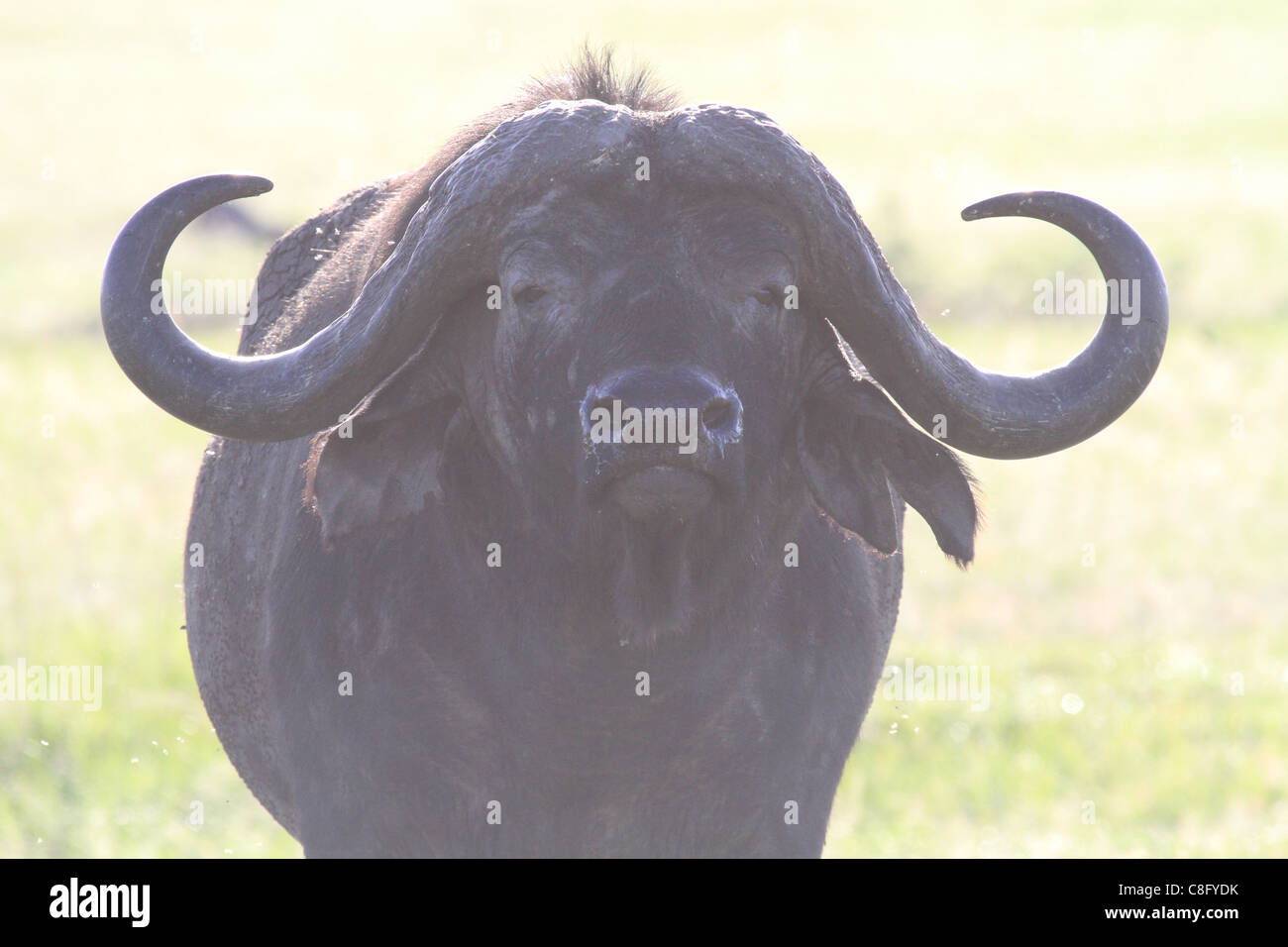 buffalo in the early morning light Stock Photo - Alamy