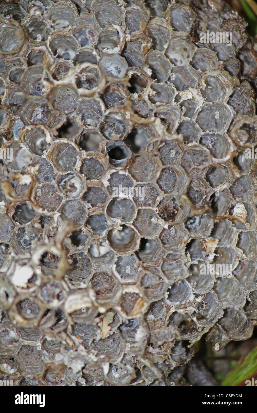 Comb of Apis Florea, Honeybee, India Stock Photo - Alamy