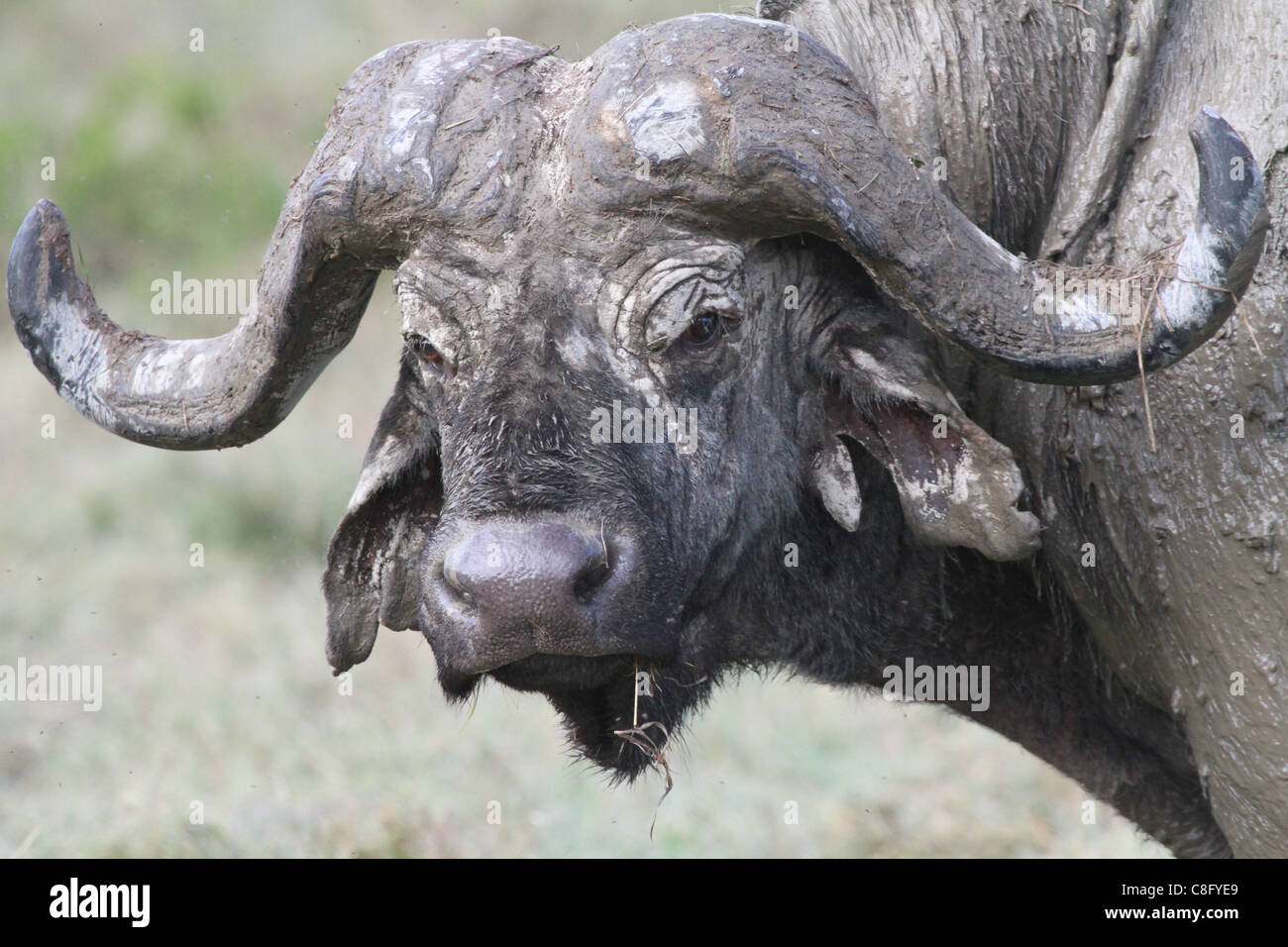 Muddy buffalo hi-res stock photography and images - Alamy