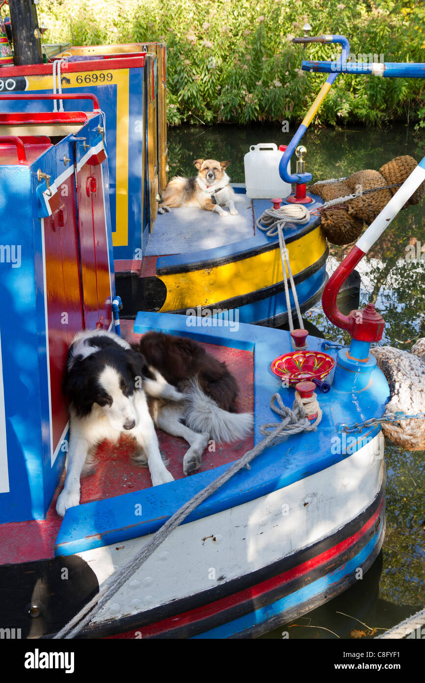 Two dogs sitting on the stern end of two narrow boats Stock Photo - Alamy