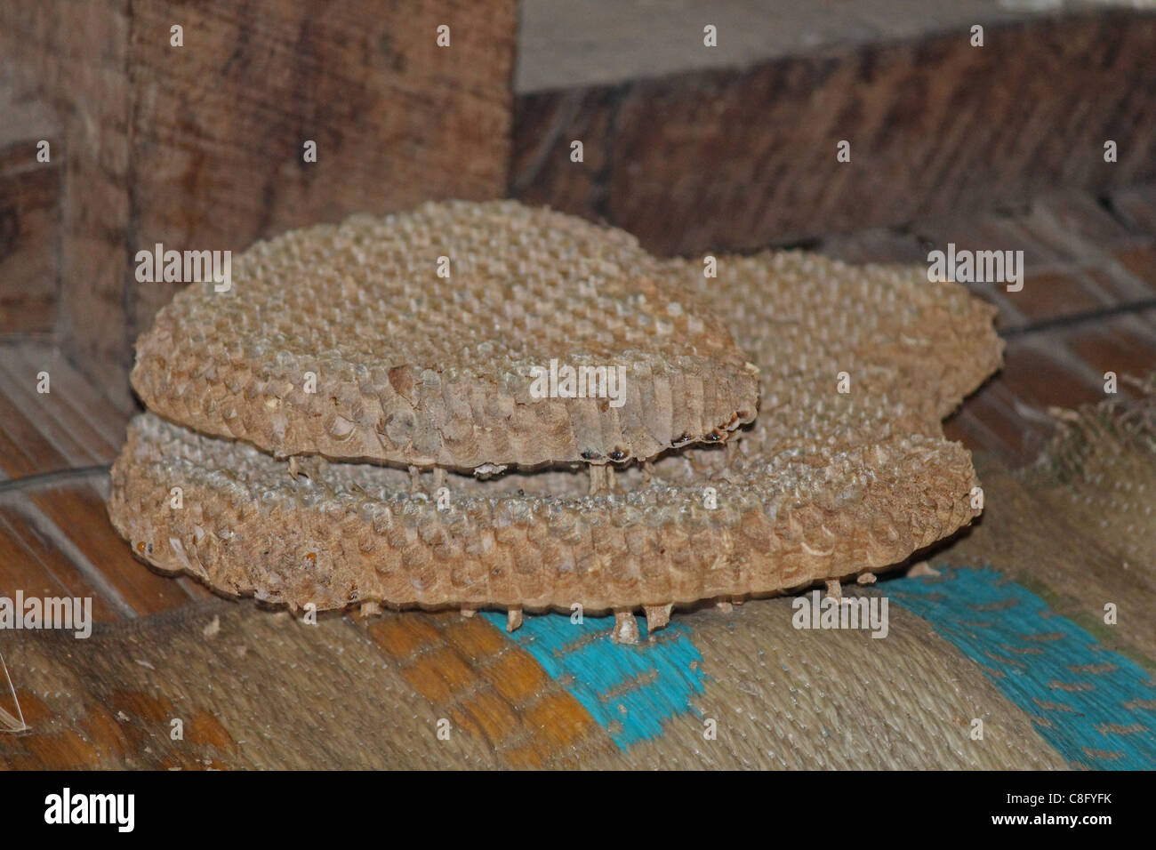 Comb of Apis Florea, Honeybee, India Stock Photo - Alamy