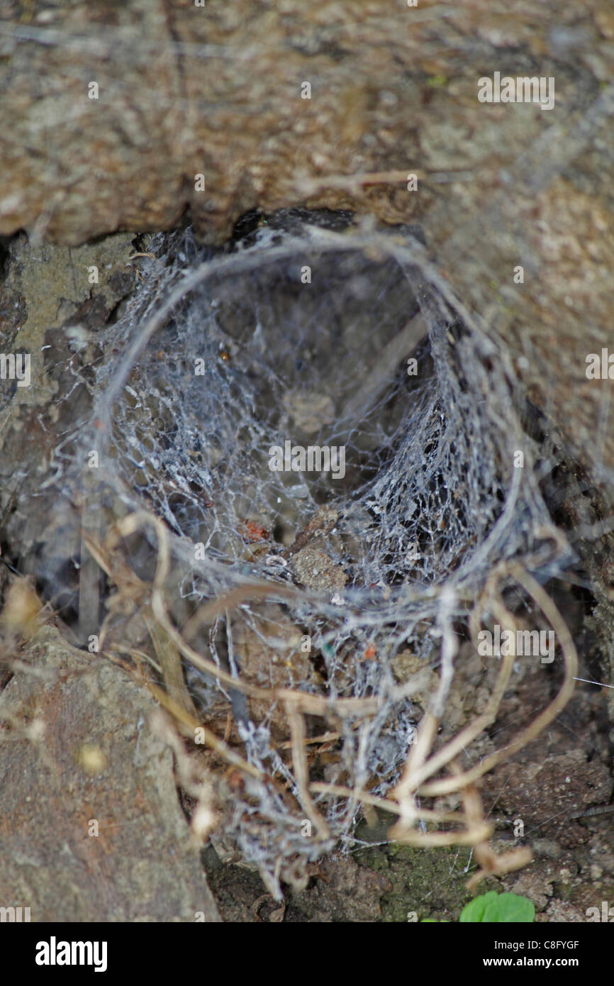 Funnel Wolf Spider web on a tree, Maharashtra, India Stock Photo - Alamy