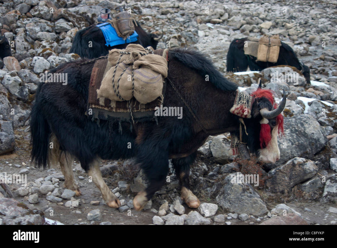 Yak carrying a load in a remote, rock region of Bhutan Stock Photo - Alamy