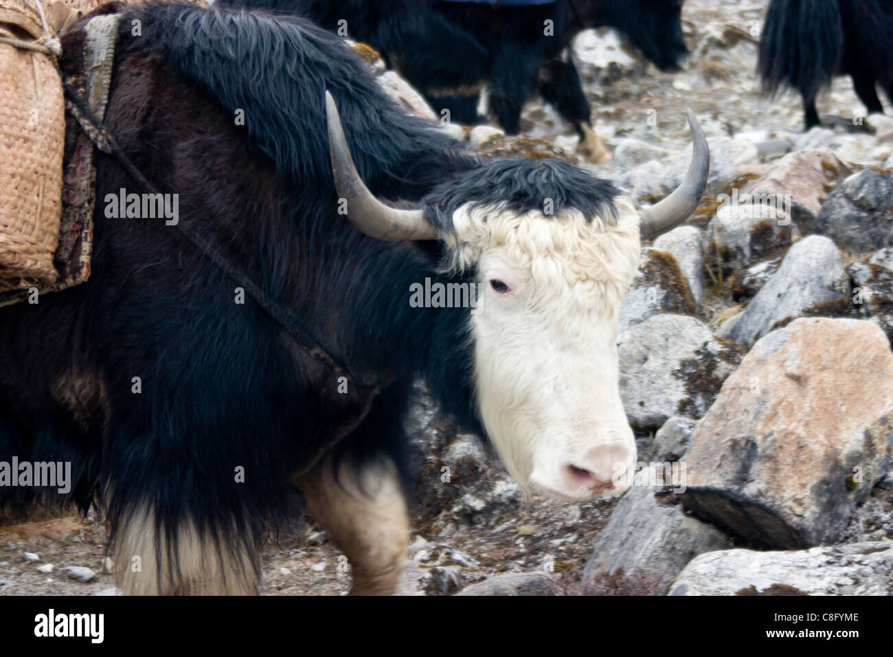 Bhutanese Yak High Resolution Stock Photography and Images - Alamy