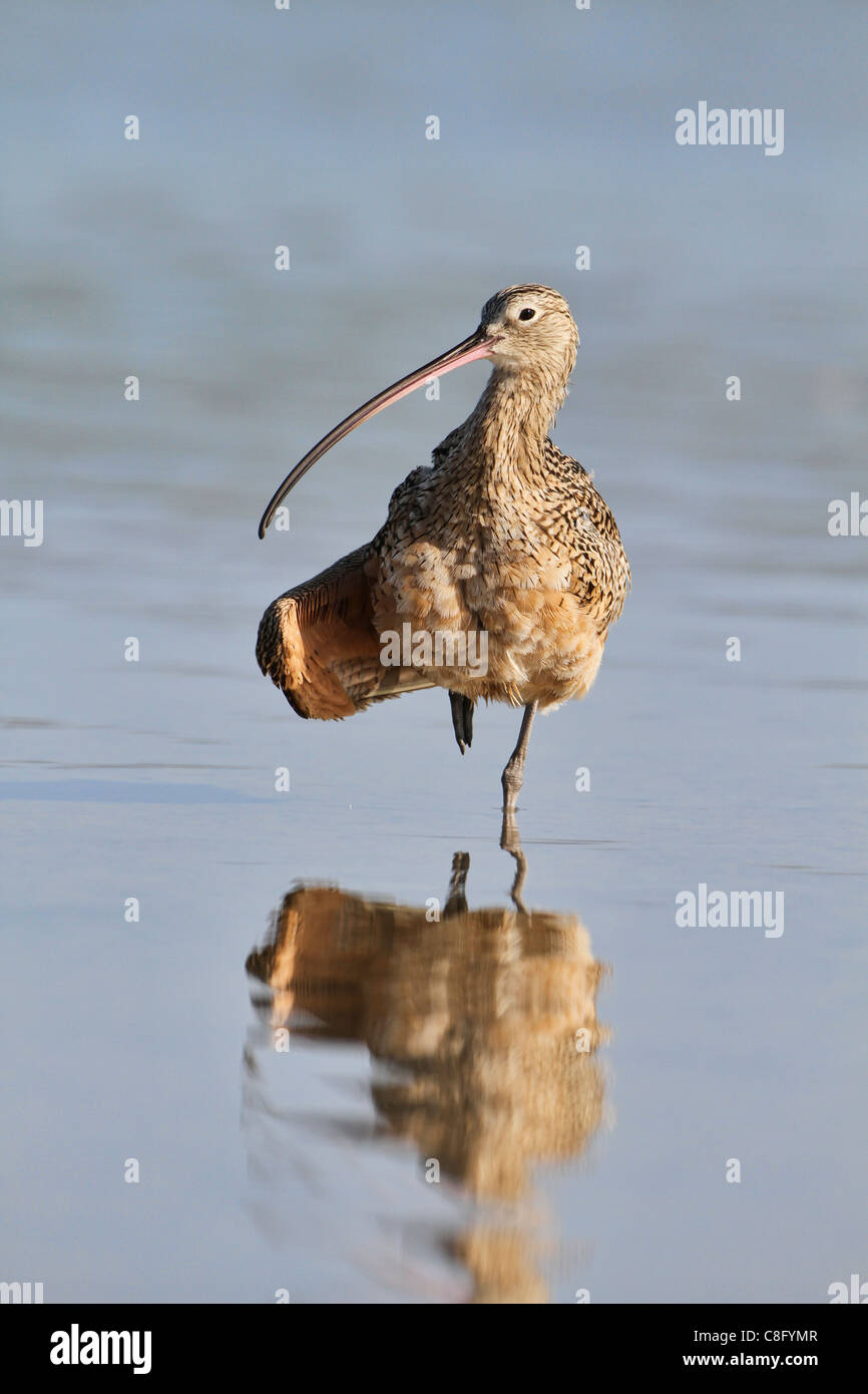 Long billed Curlew (Numenius americanus) wing stretching Stock Photo ...