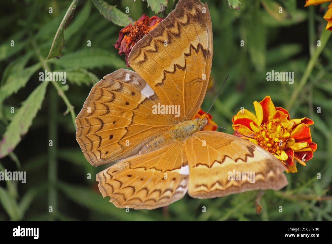 Cirrochroa thais tamil insect butterfly hi-res stock photography and ...
