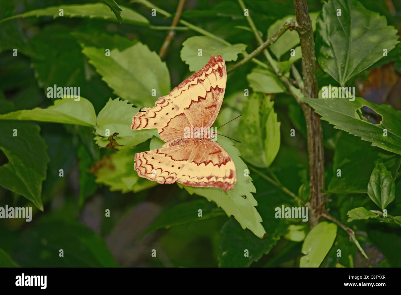Cirrochroa thais, Tamil Yeoman, Insect, Butterfly, India Stock Photo ...