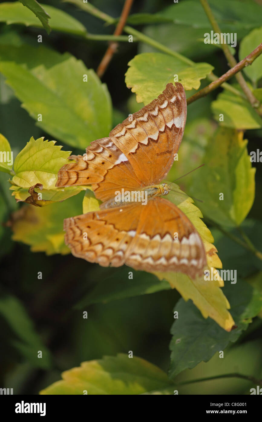 Cirrochroa thais tamil insect butterfly hi-res stock photography and ...