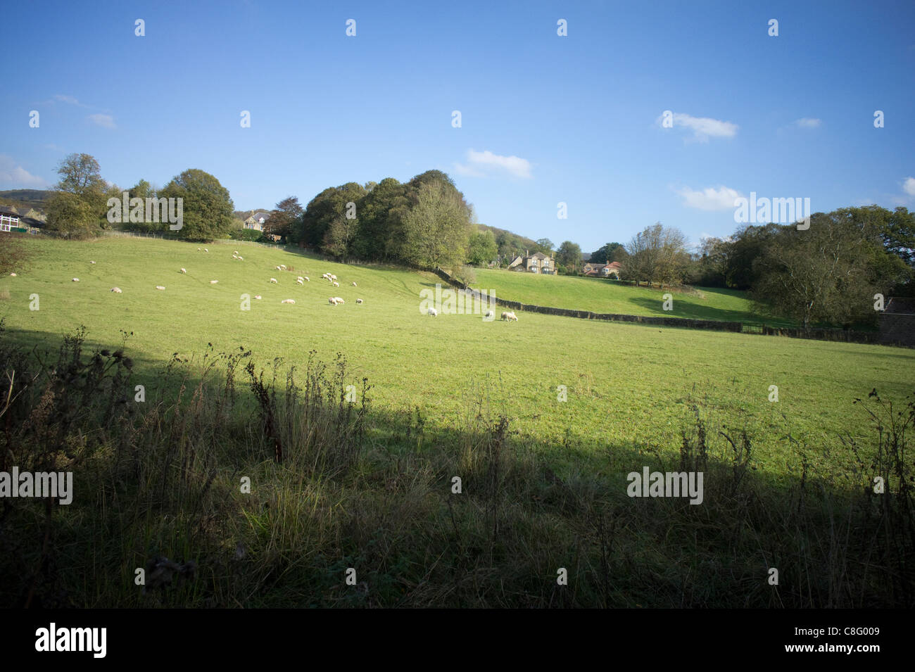 Fields of sheep hi-res stock photography and images - Alamy