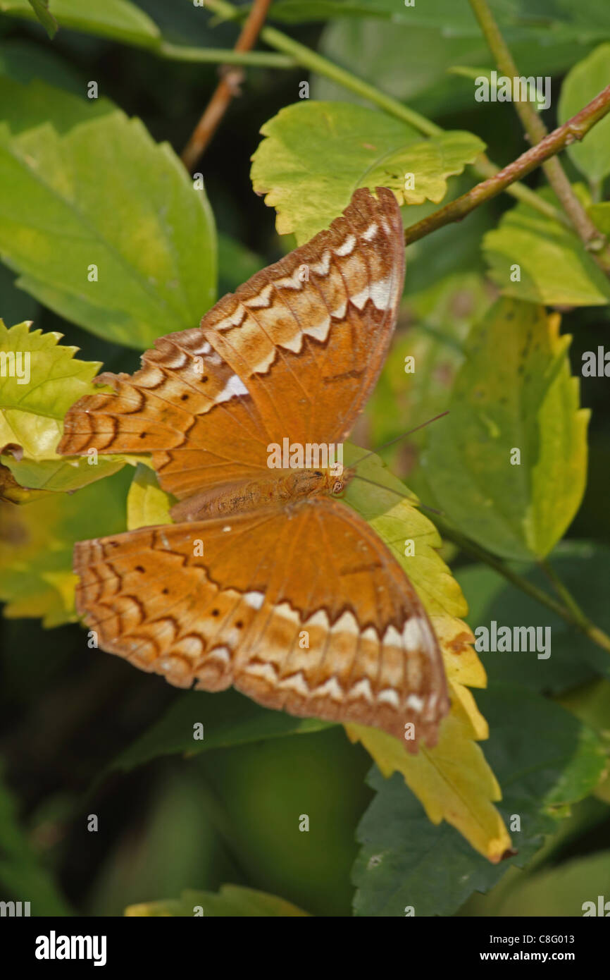 Cirrochroa thais, Tamil Yeoman, Insect, Butterfly, India Stock Photo ...
