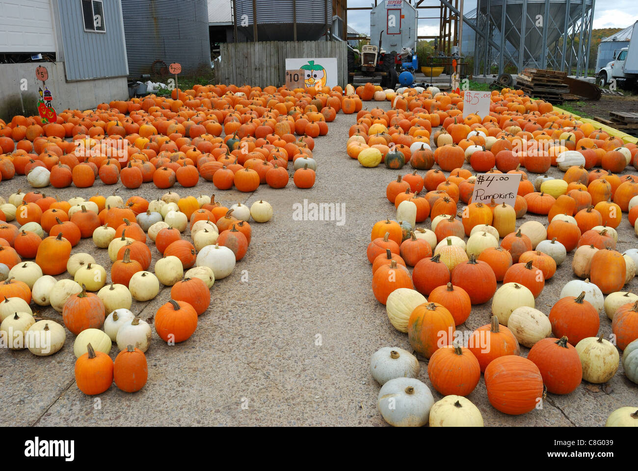 Orange pumpkins and farm buildings Stock Photo - Alamy