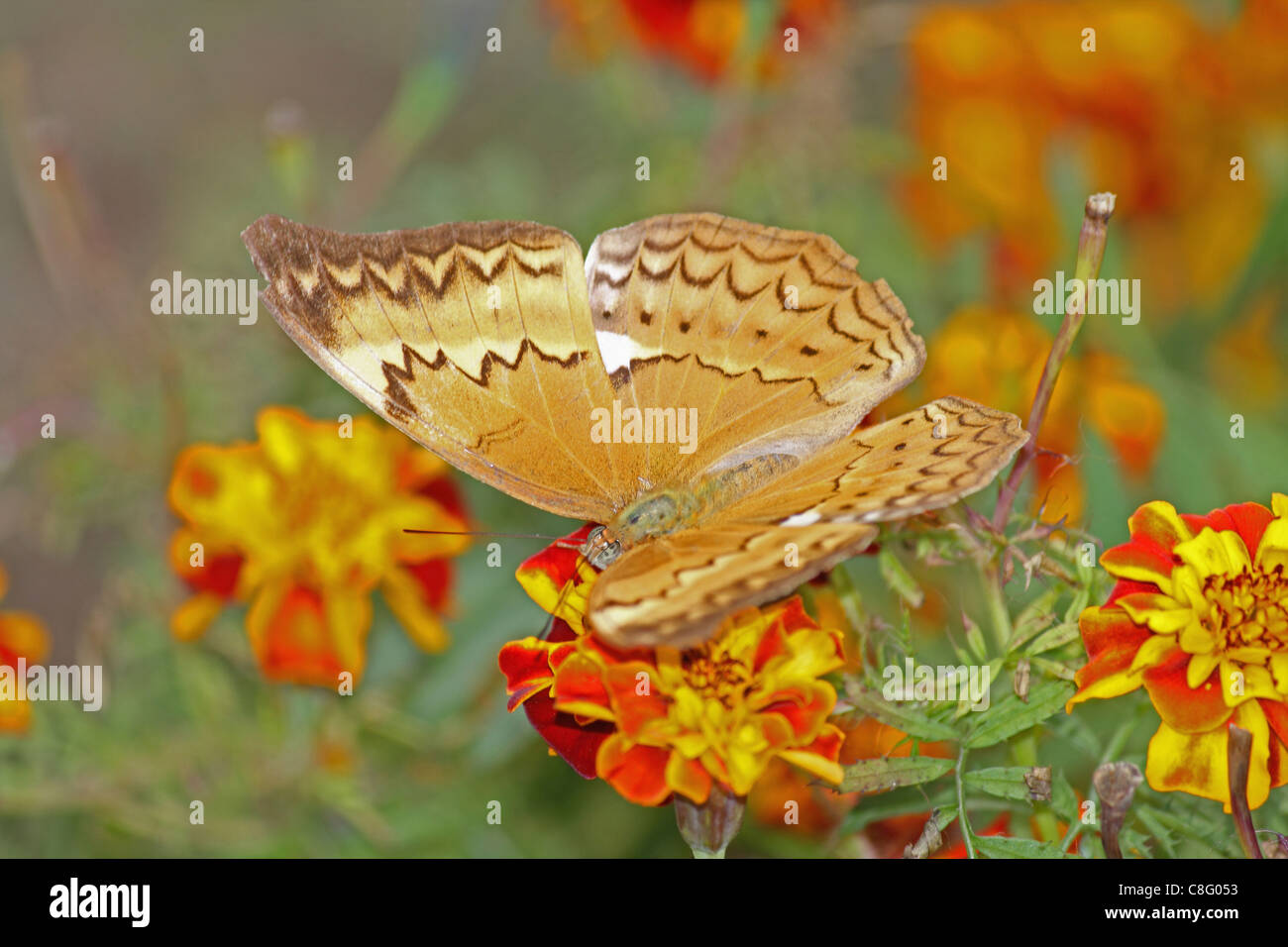 Cirrochroa thais, Tamil Yeoman, Insect, Butterfly, India Stock Photo ...