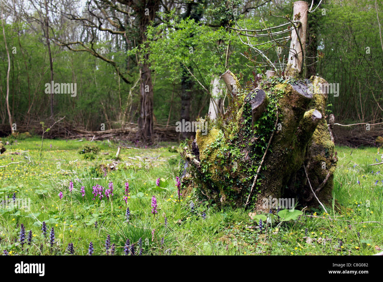 Coppice stool with orchids Stock Photo - Alamy