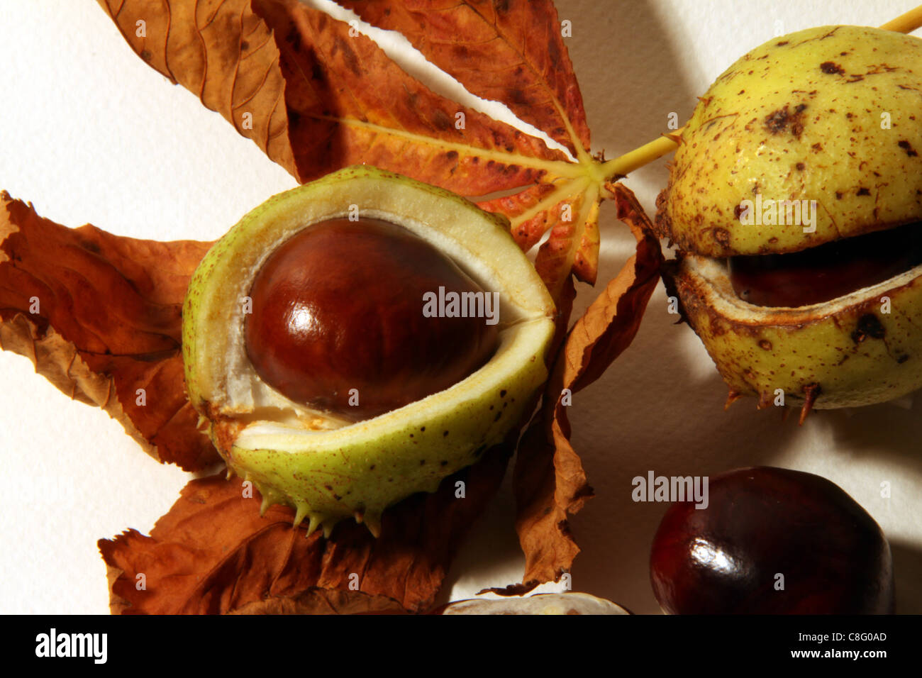 Conkers and leaf Stock Photo - Alamy